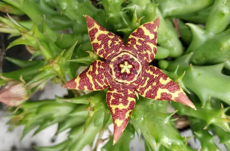 Stapelia, Caralluma, Huernia y Orbea – VIVERS ALBOGARDEN