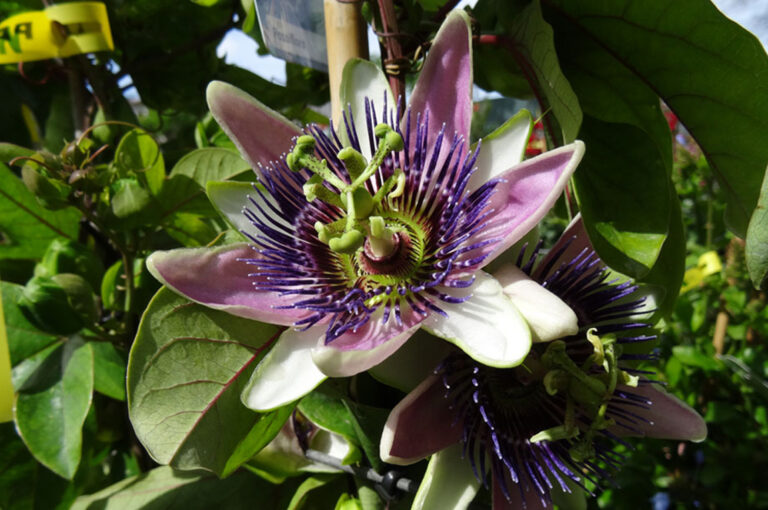 Colección de Passifloras – VIVERS ALBOGARDEN